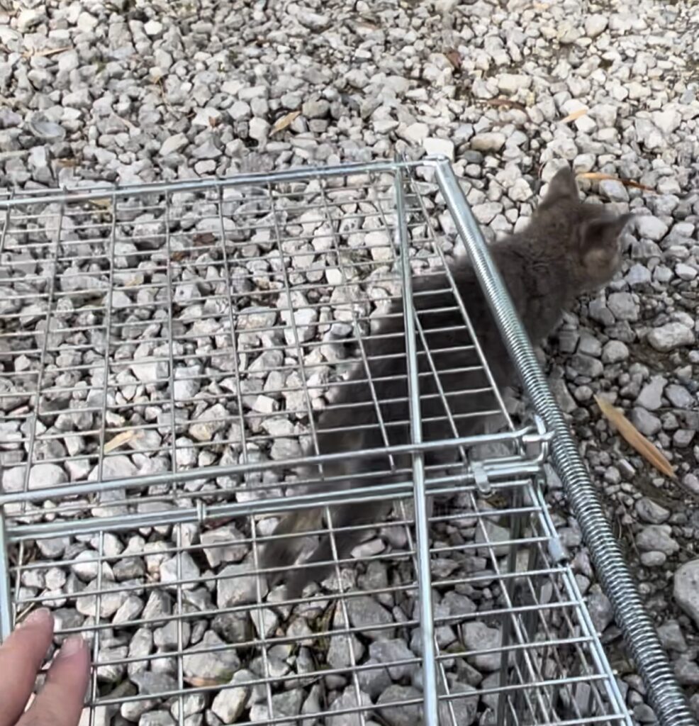 TNR活動 | NPO法人ドリームキャット