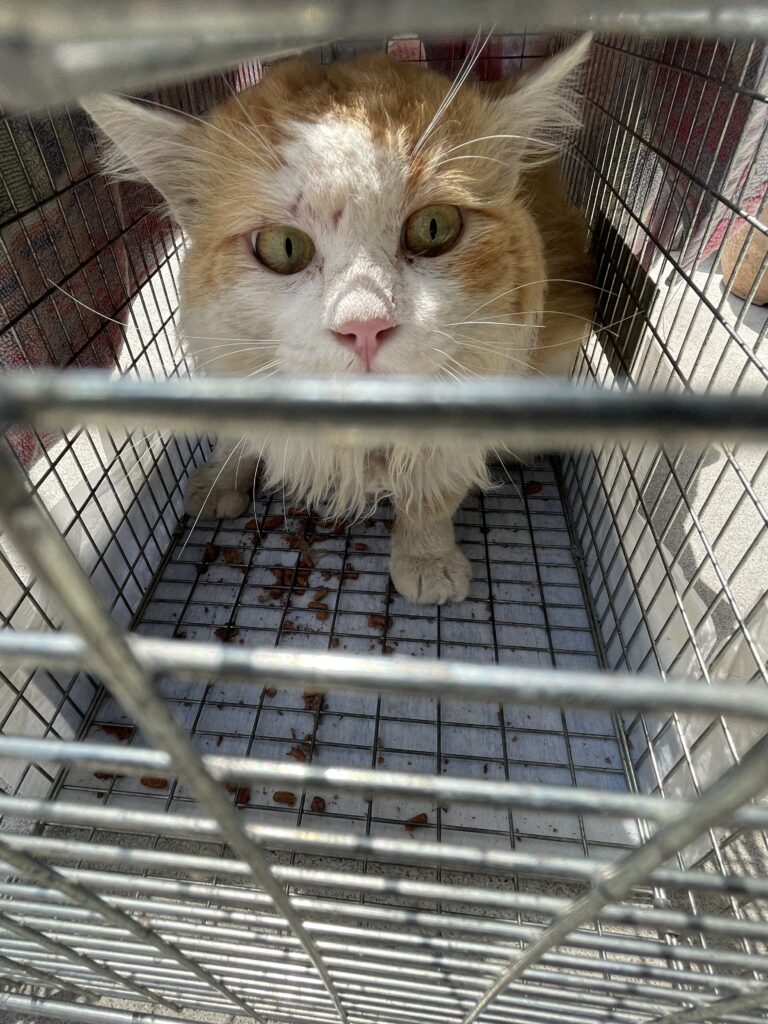 TNR活動 | NPO法人ドリームキャット