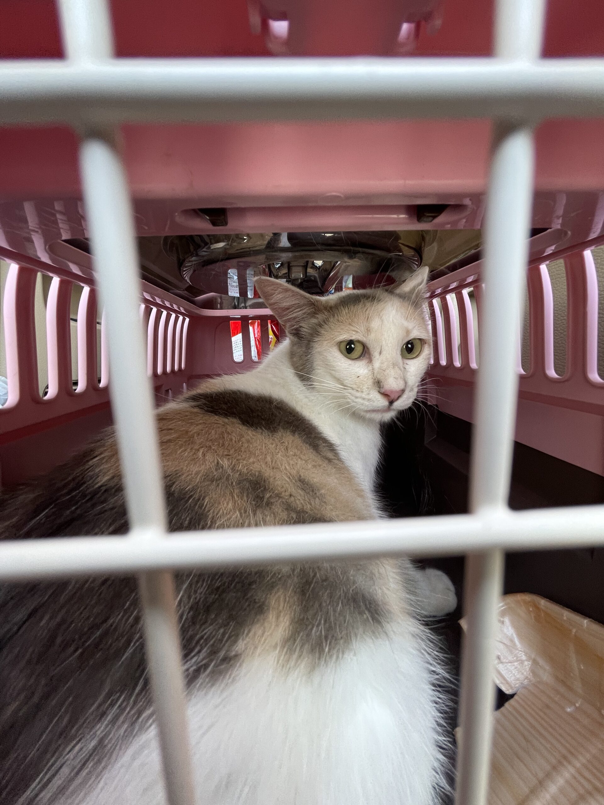 TNR活動 | NPO法人ドリームキャット