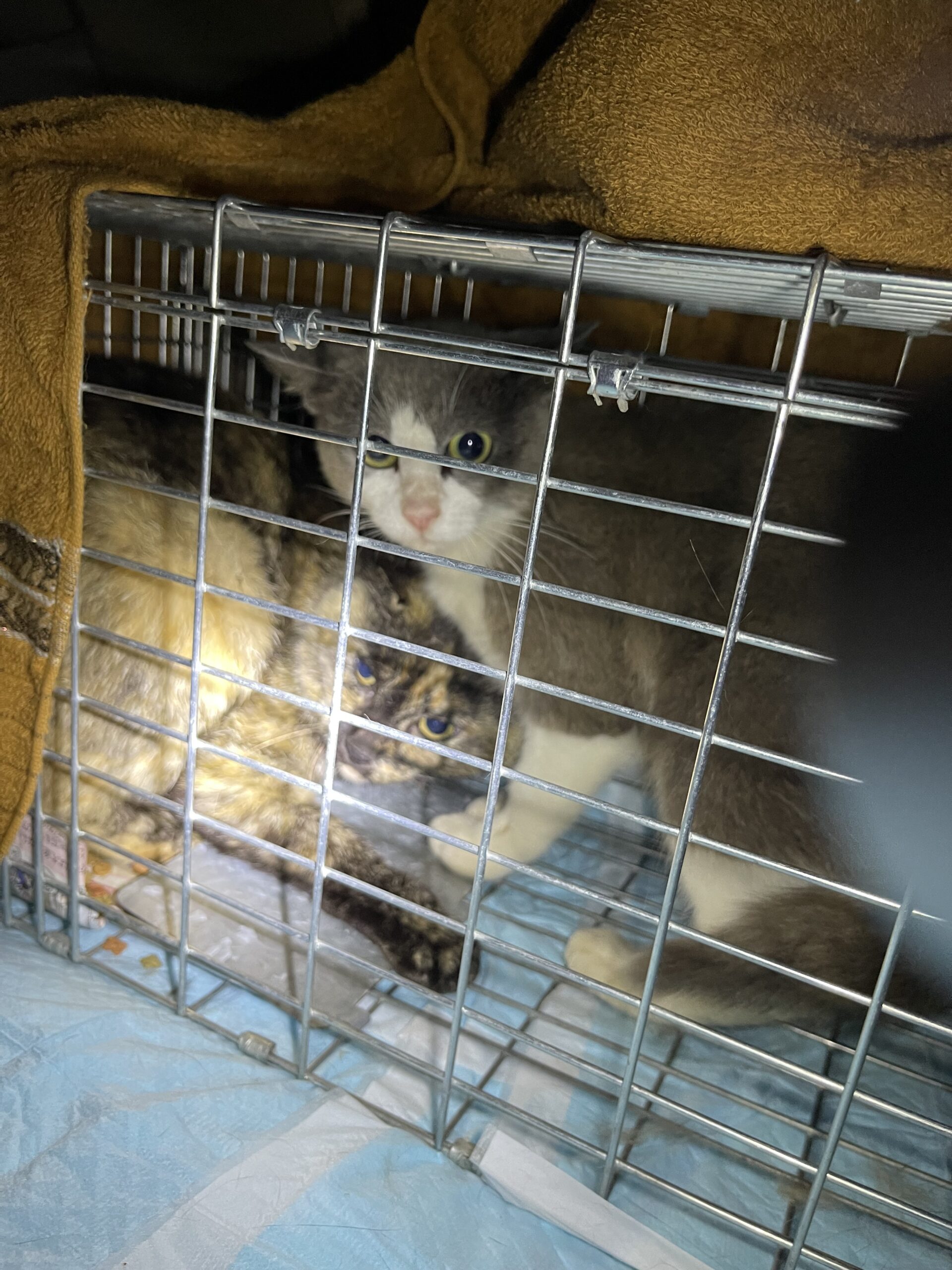 TNR活動 | NPO法人ドリームキャット