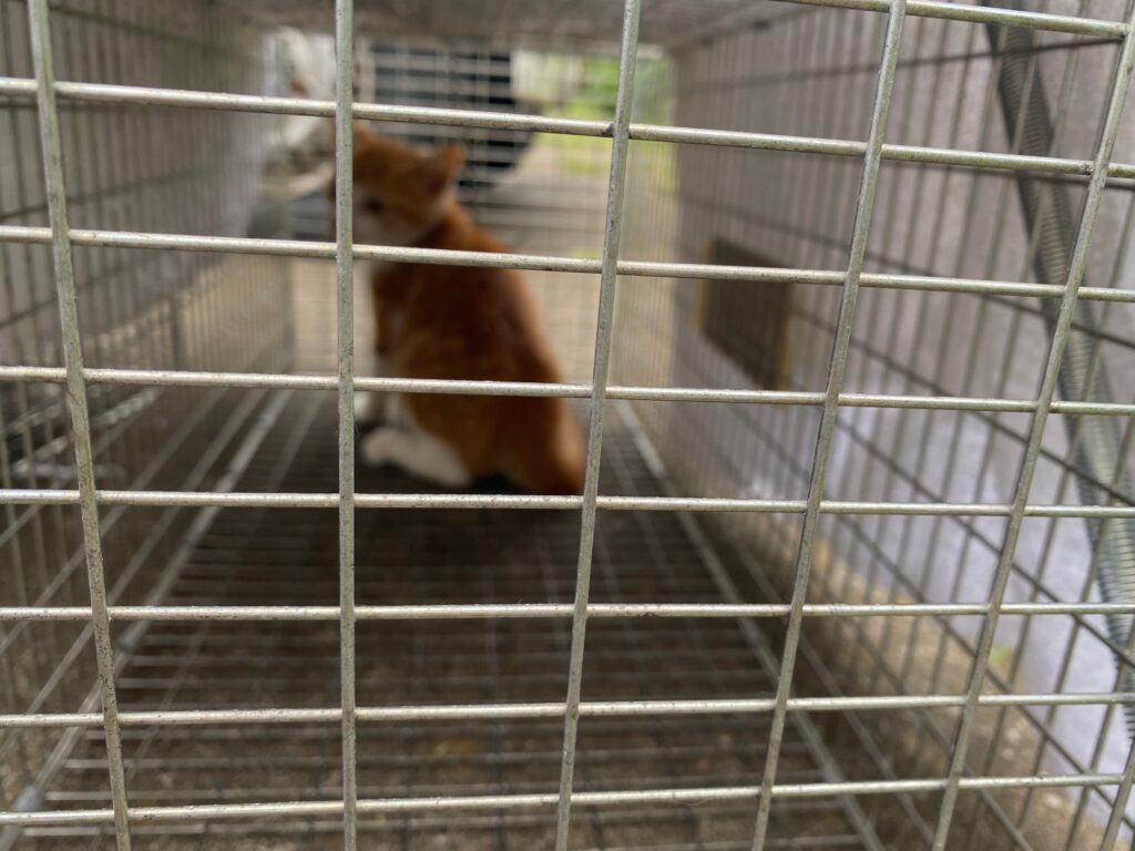 TNR活動 | NPO法人ドリームキャット