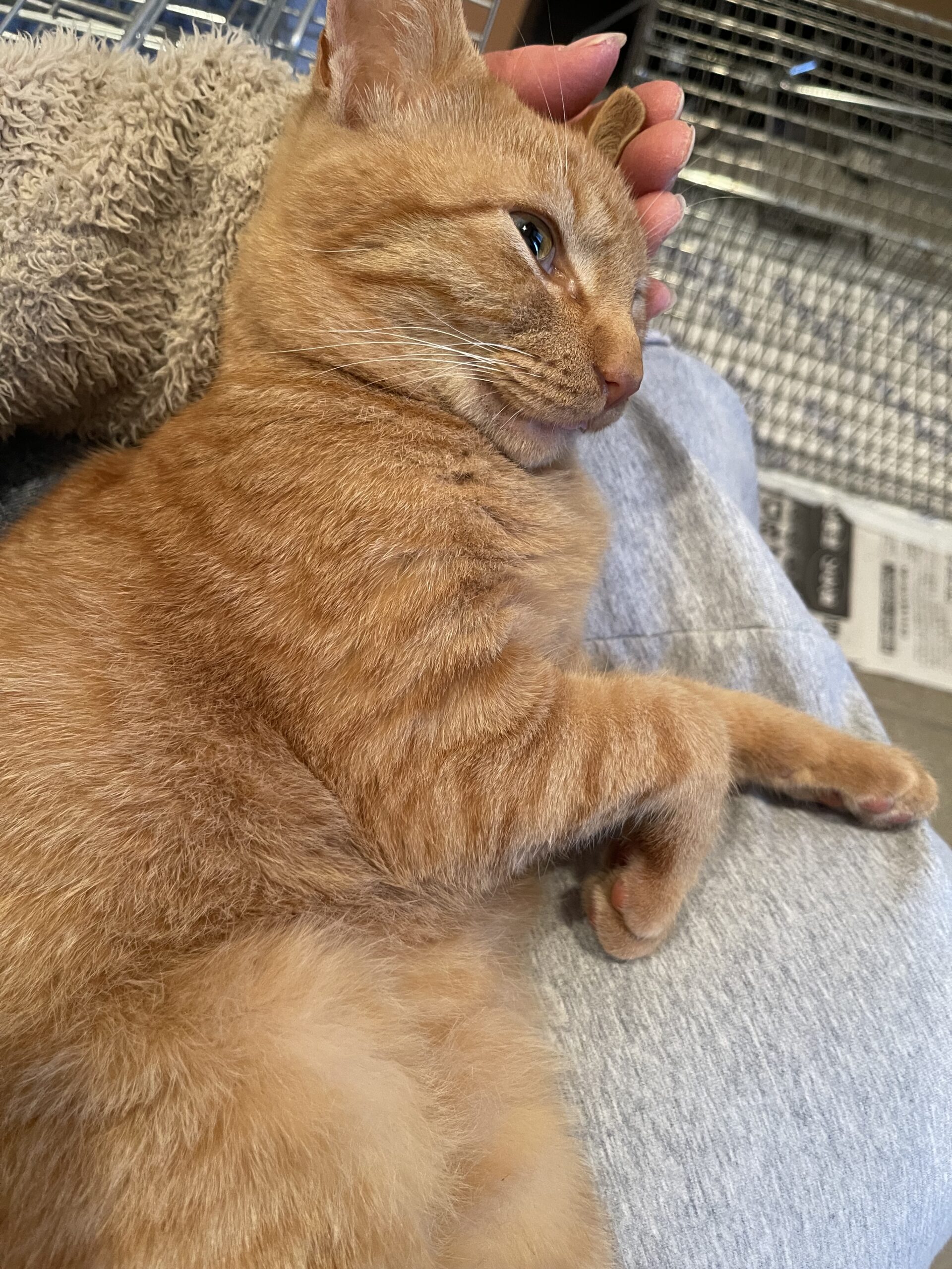 TNR活動 | NPO法人ドリームキャット