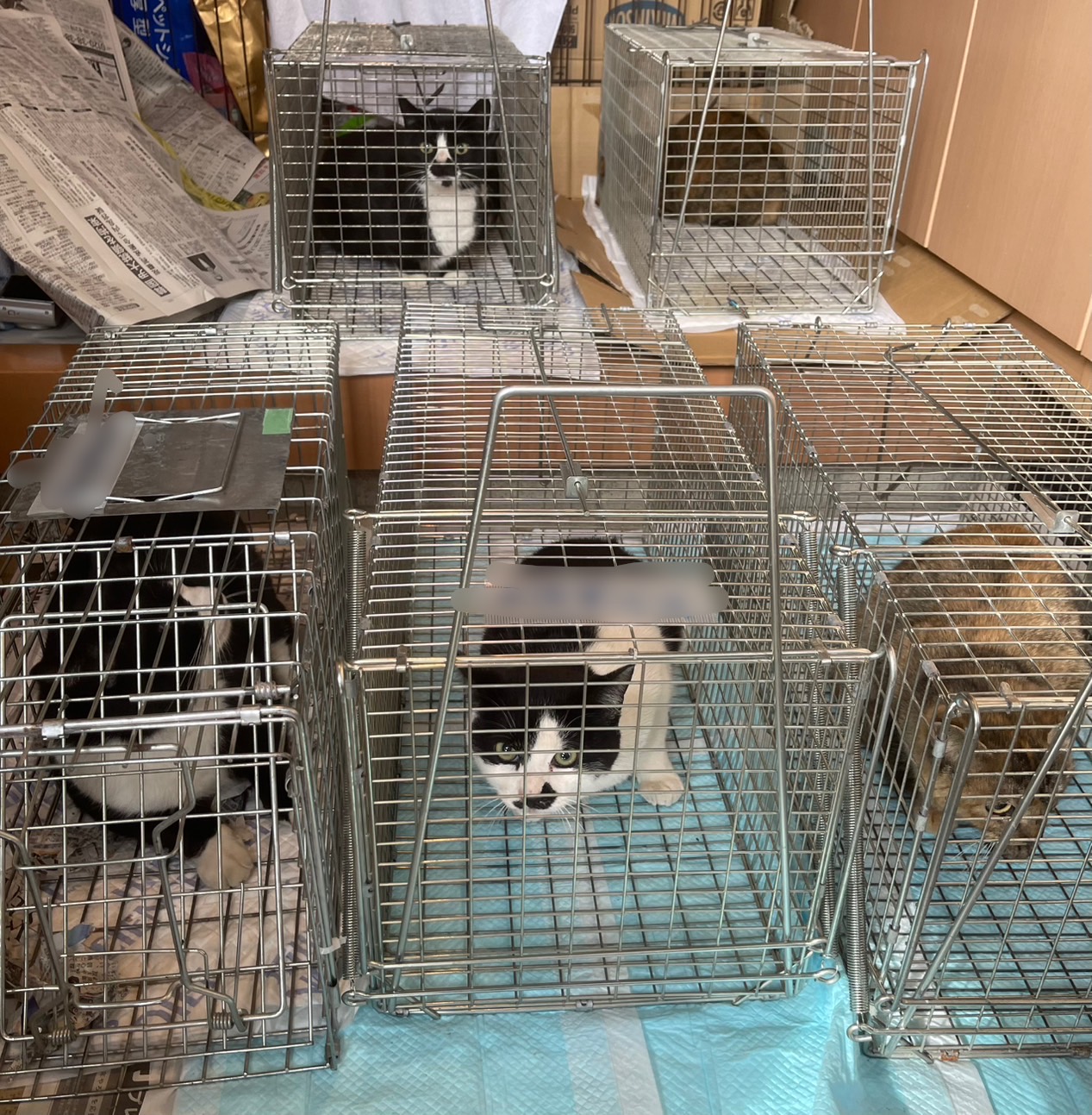 TNR活動 | NPO法人ドリームキャット